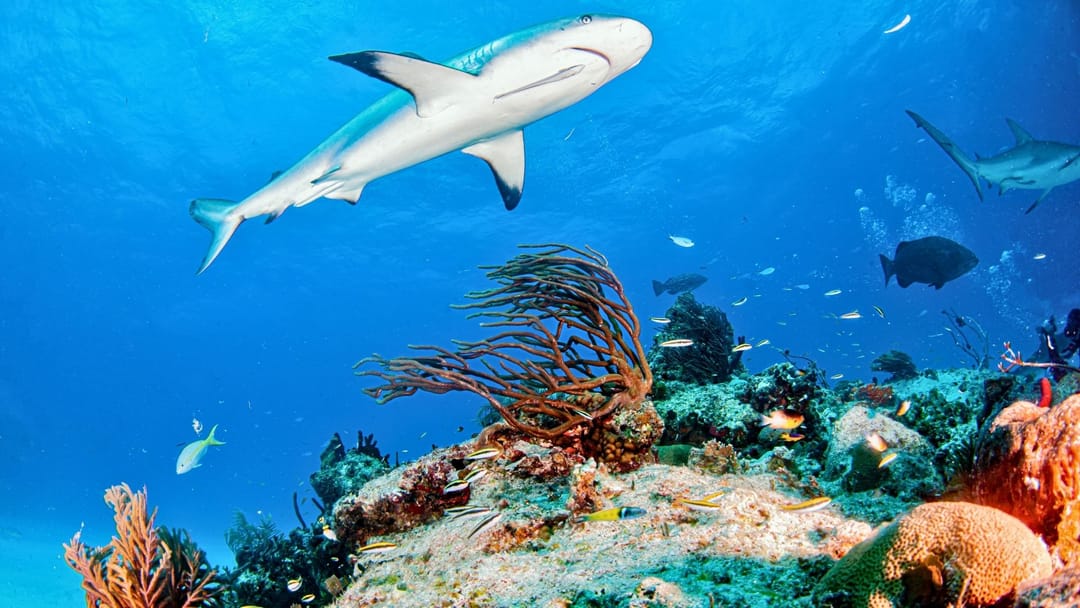 Diving in the Bahamas: A World-Class Underwater Playground
