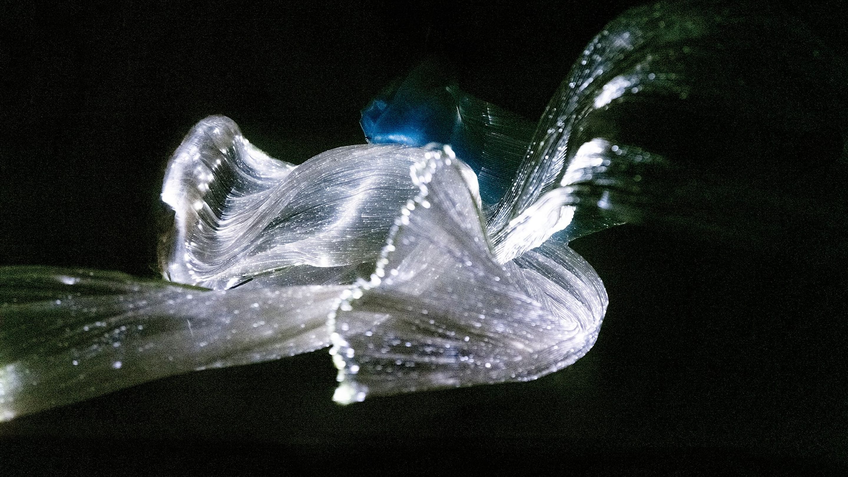 Feature Projects | Embodied Media