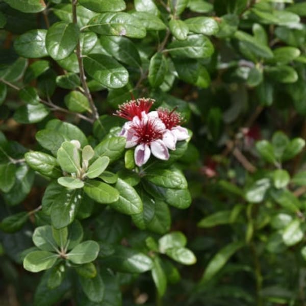 Guava Trees For Sale / Multiple Varieties