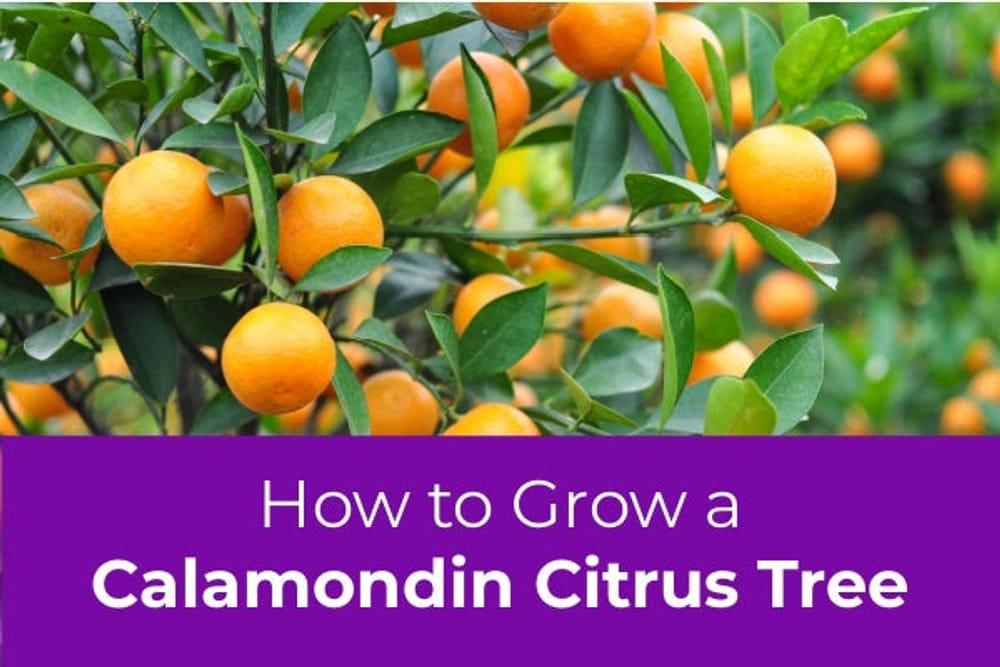 How to Grow a Calamondin Citrus Tree: Top Tips for Success