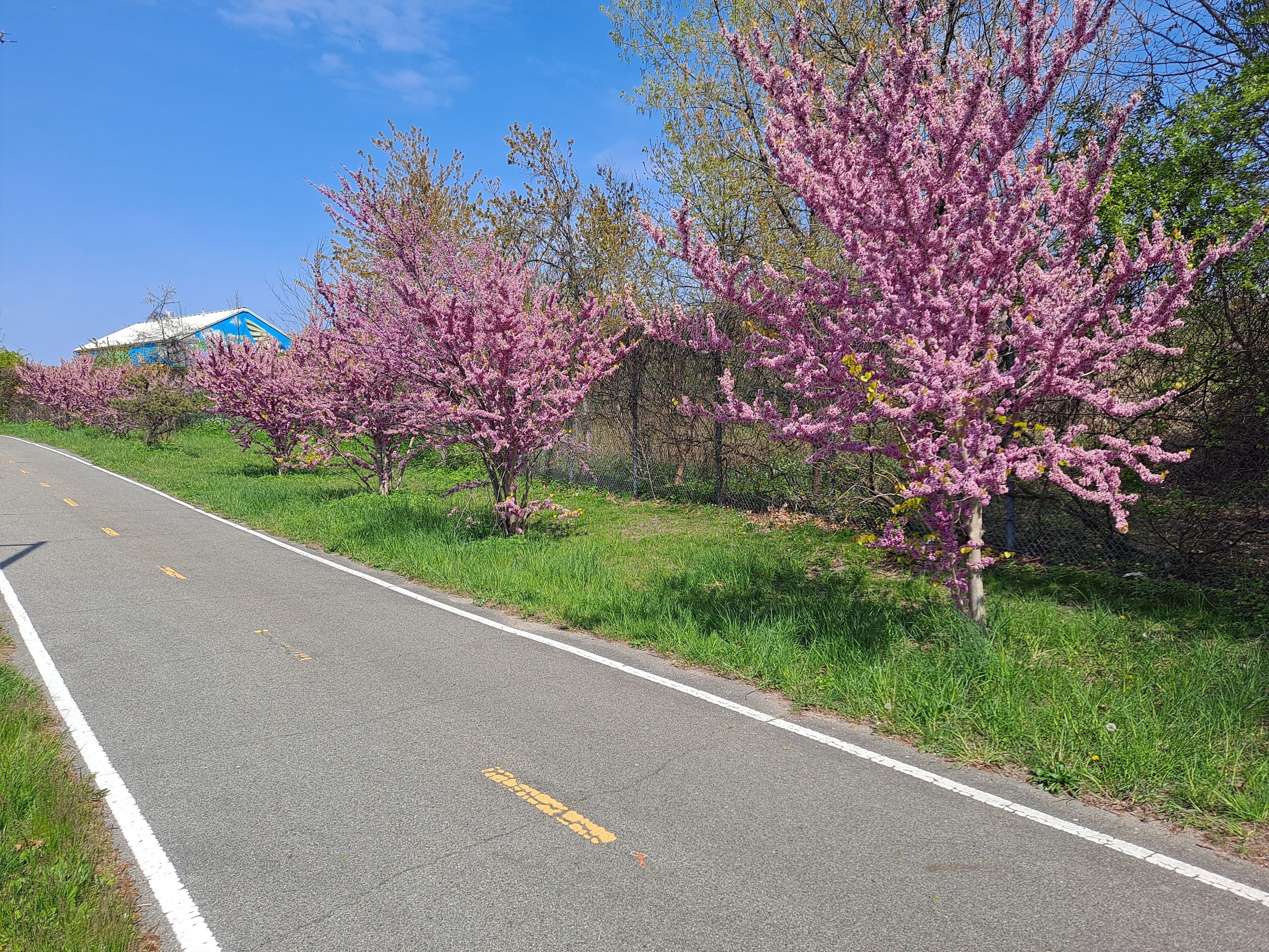 RPA | Brooklyn Waterfront Greenway User Study