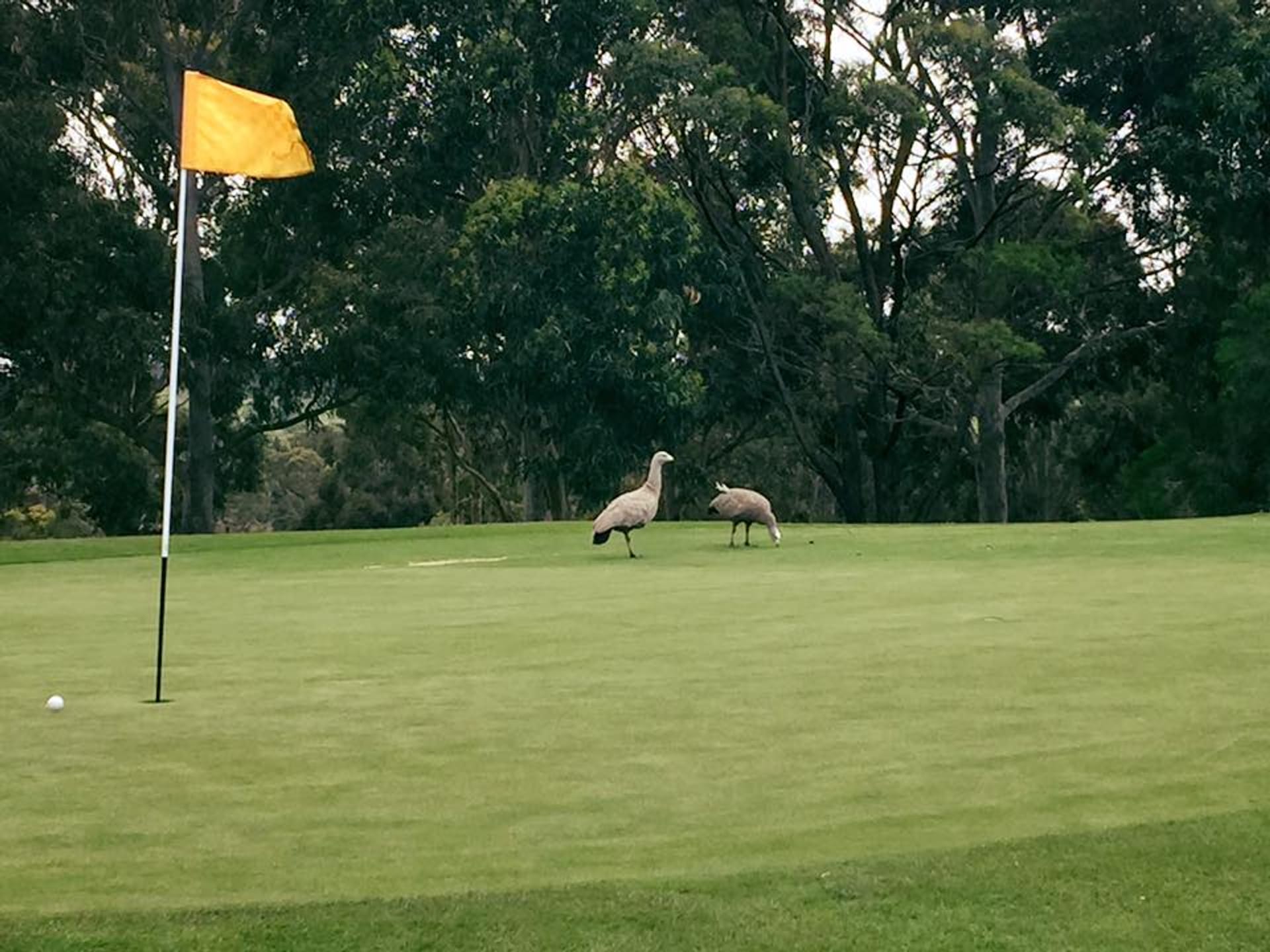 Devilbend Golf Club - Golf Course Information | Hole19