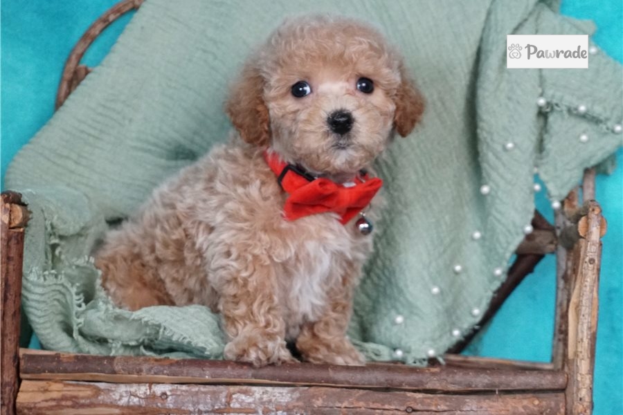 Grey - Malti Poo - Maltipoo Puppy D0E72A | Pawrade