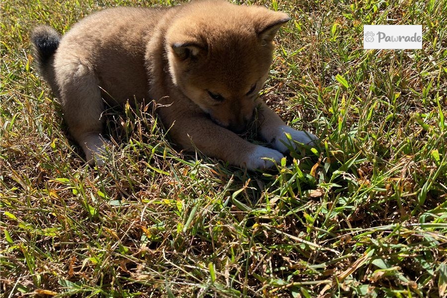 Shiro - Shiba Inu Puppy 5087CF | Pawrade