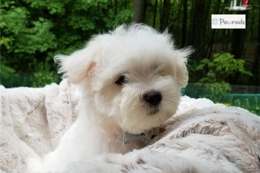 Cotton Tail - Maltese Puppy 4A1C67 | Pawrade