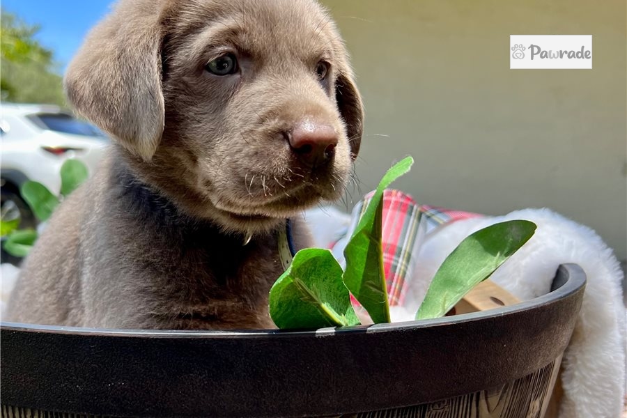 Goofy - Labrador Retriever Puppy 4FC438 | Pawrade