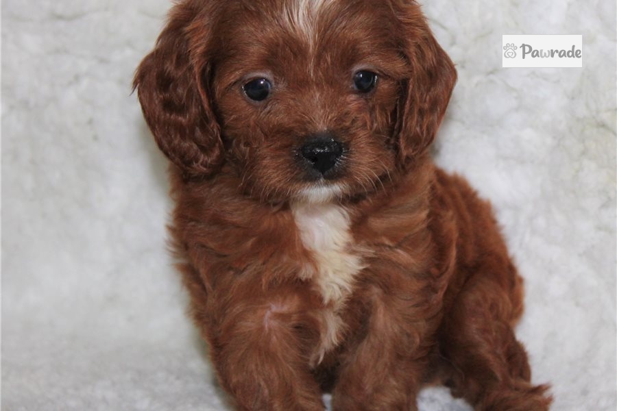 Truely - Cavapoo Puppy BD8894 | Pawrade