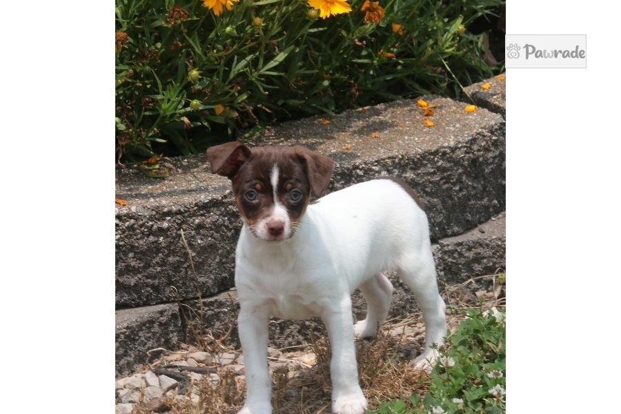 Tiffany - Rat Terrier Puppy 7A728B | Pawrade