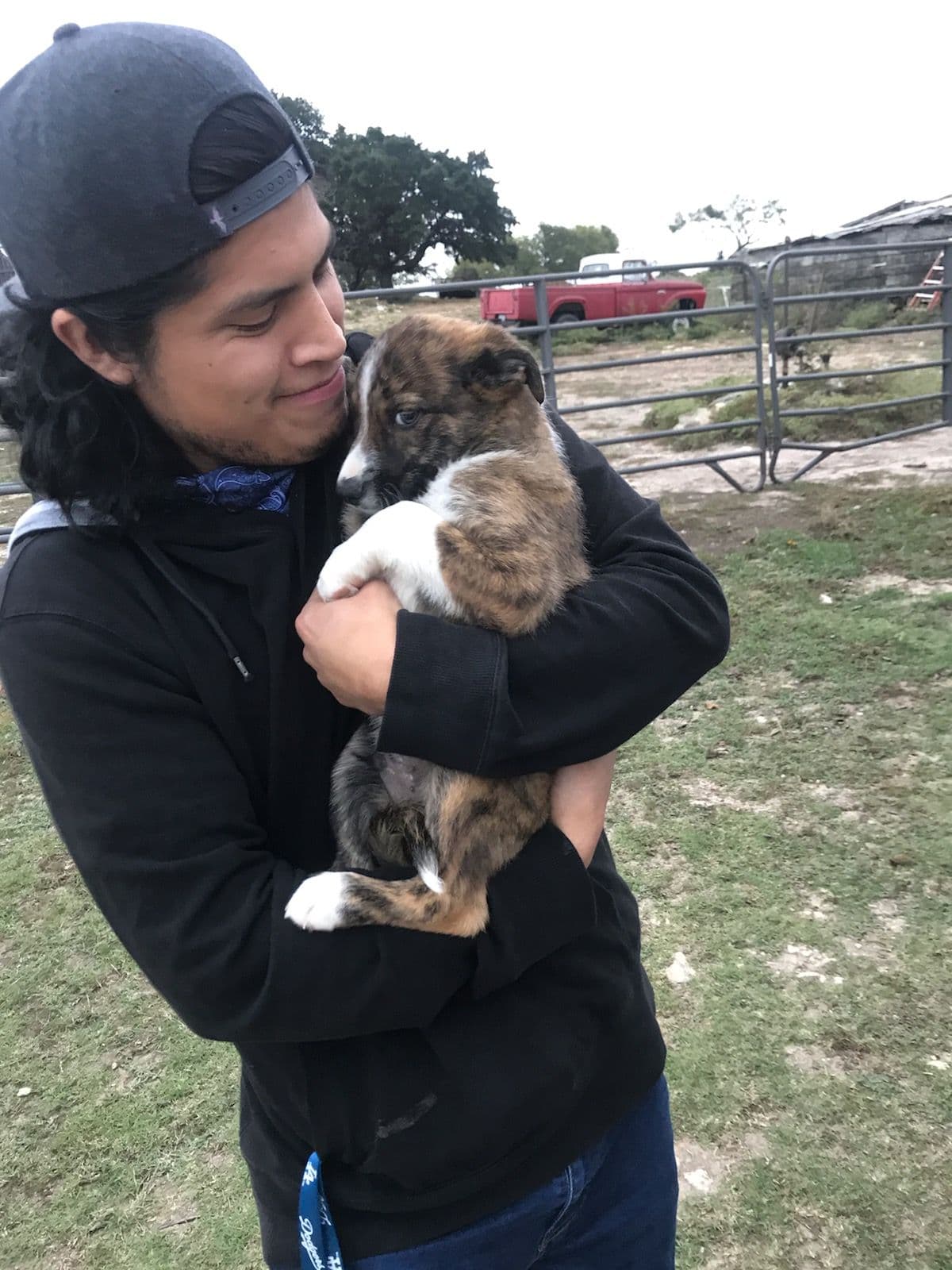 Border Collie Reviews | Pawrade.com