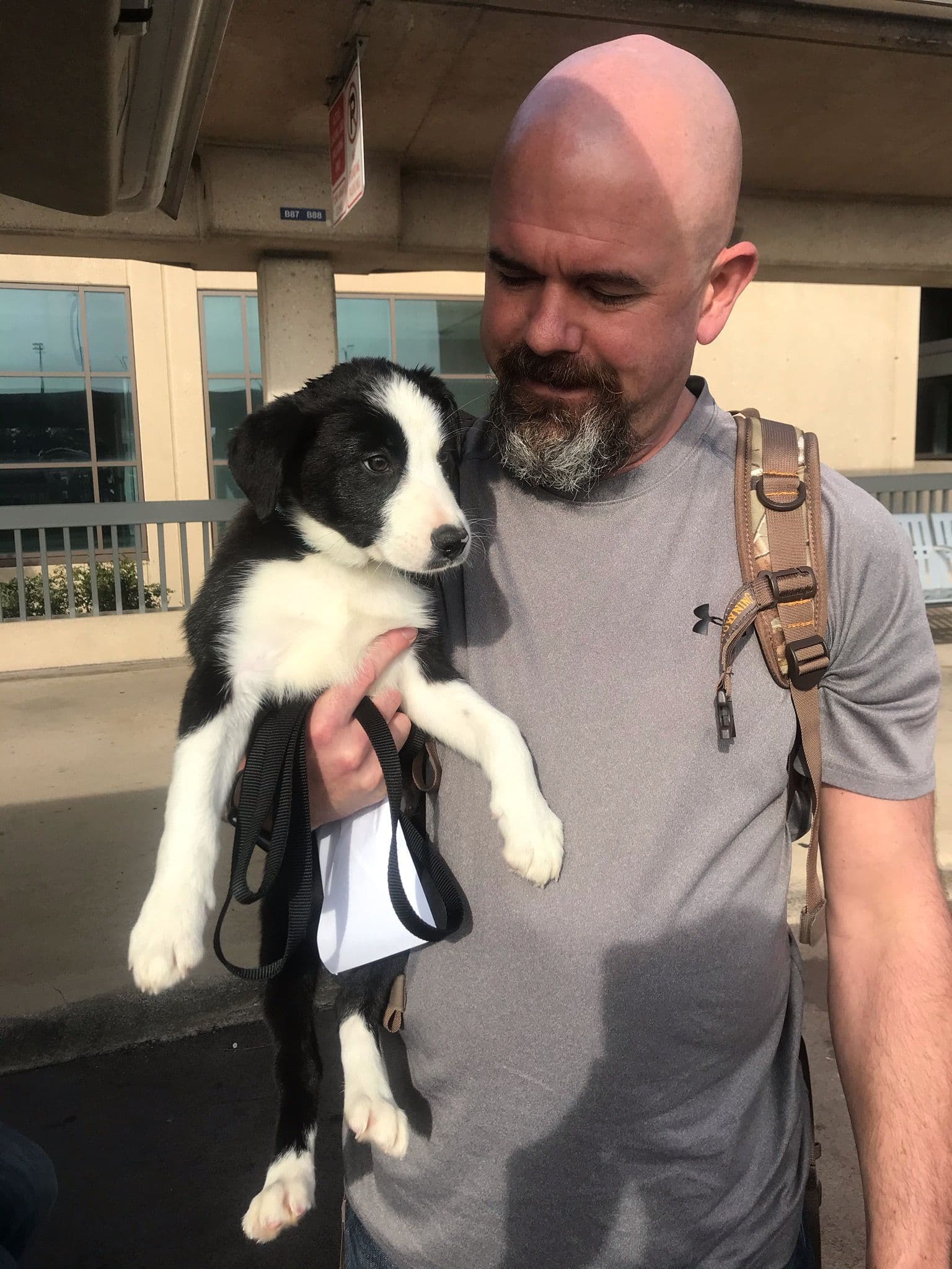 Border Collie Reviews | Pawrade.com