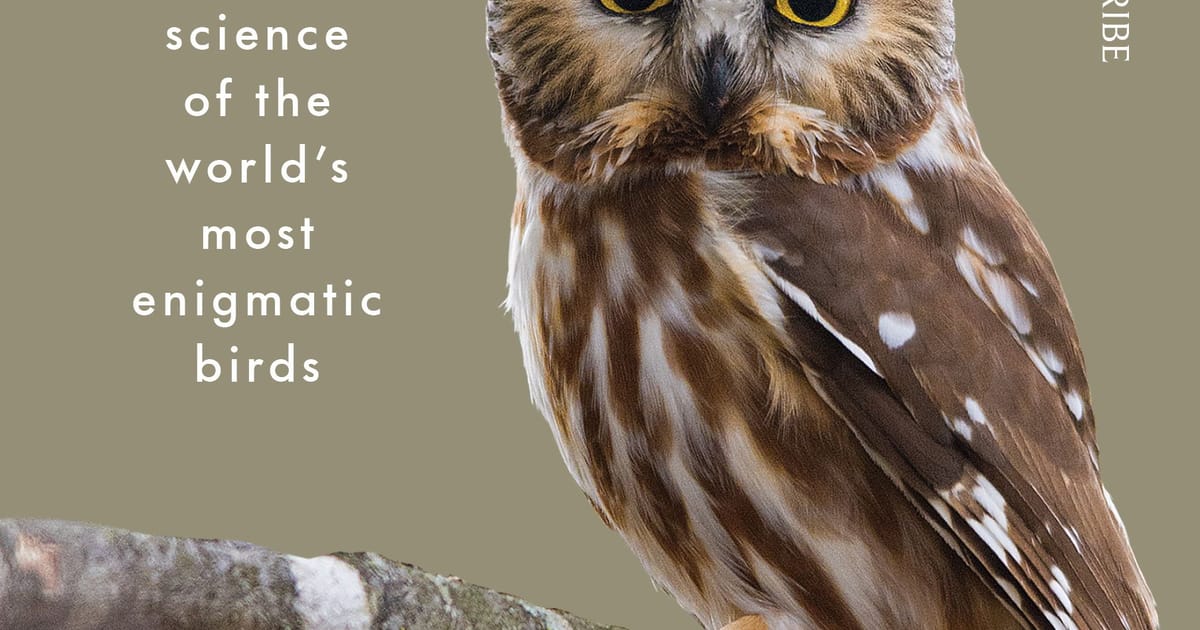 What an Owl Knows by Jennifer Ackerman | Book | Scribe