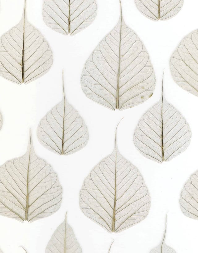 Interlayers | Fossil Leaf | 3form