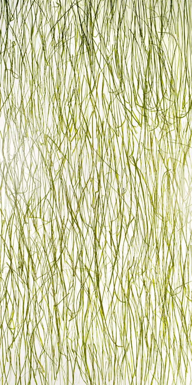 Interlayers | Seaweed | 3form